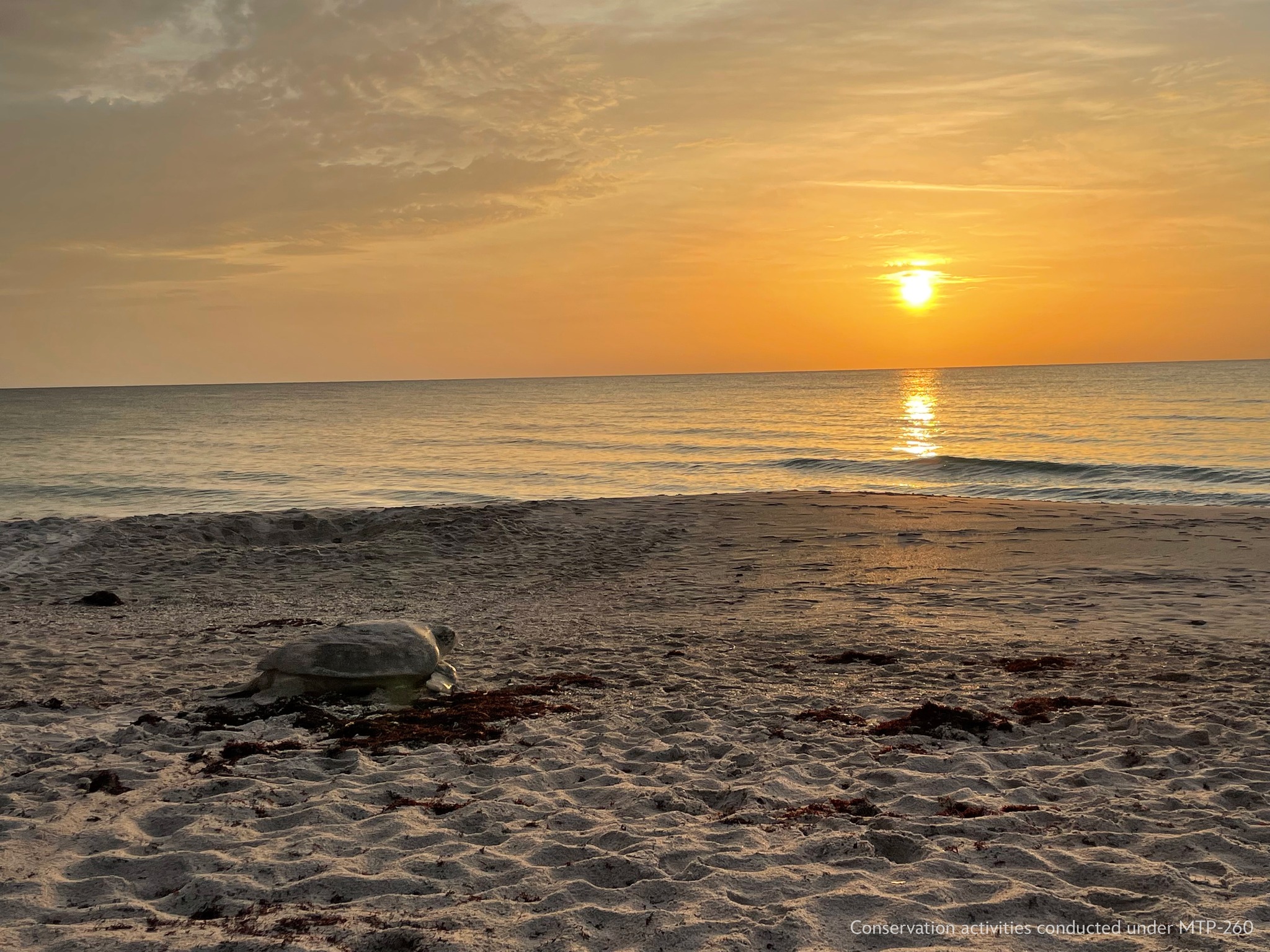 Disney Sea Turtle Conservation Team Sees Increase in Turtle Nests for ...