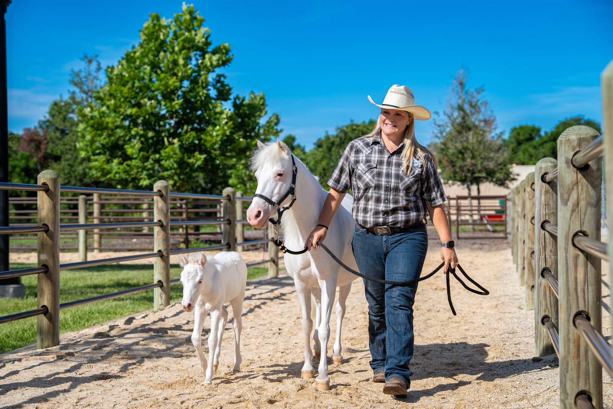 Meet ‘Pixie,’ Cinderella Pony Born at Disney World | Chip and Company