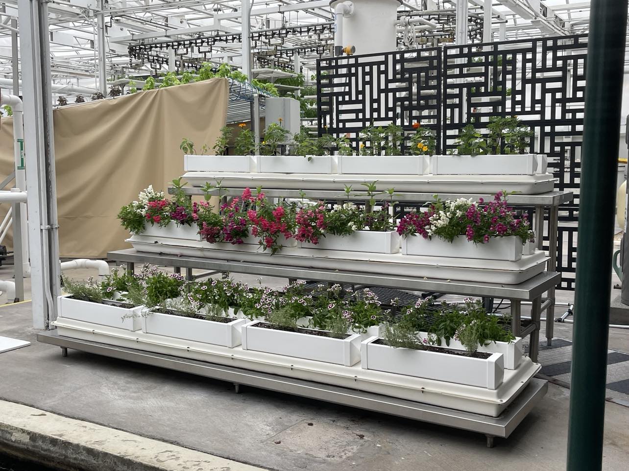 Living With the Land Gets New Vertical Hydroponics System in EPCOT ...