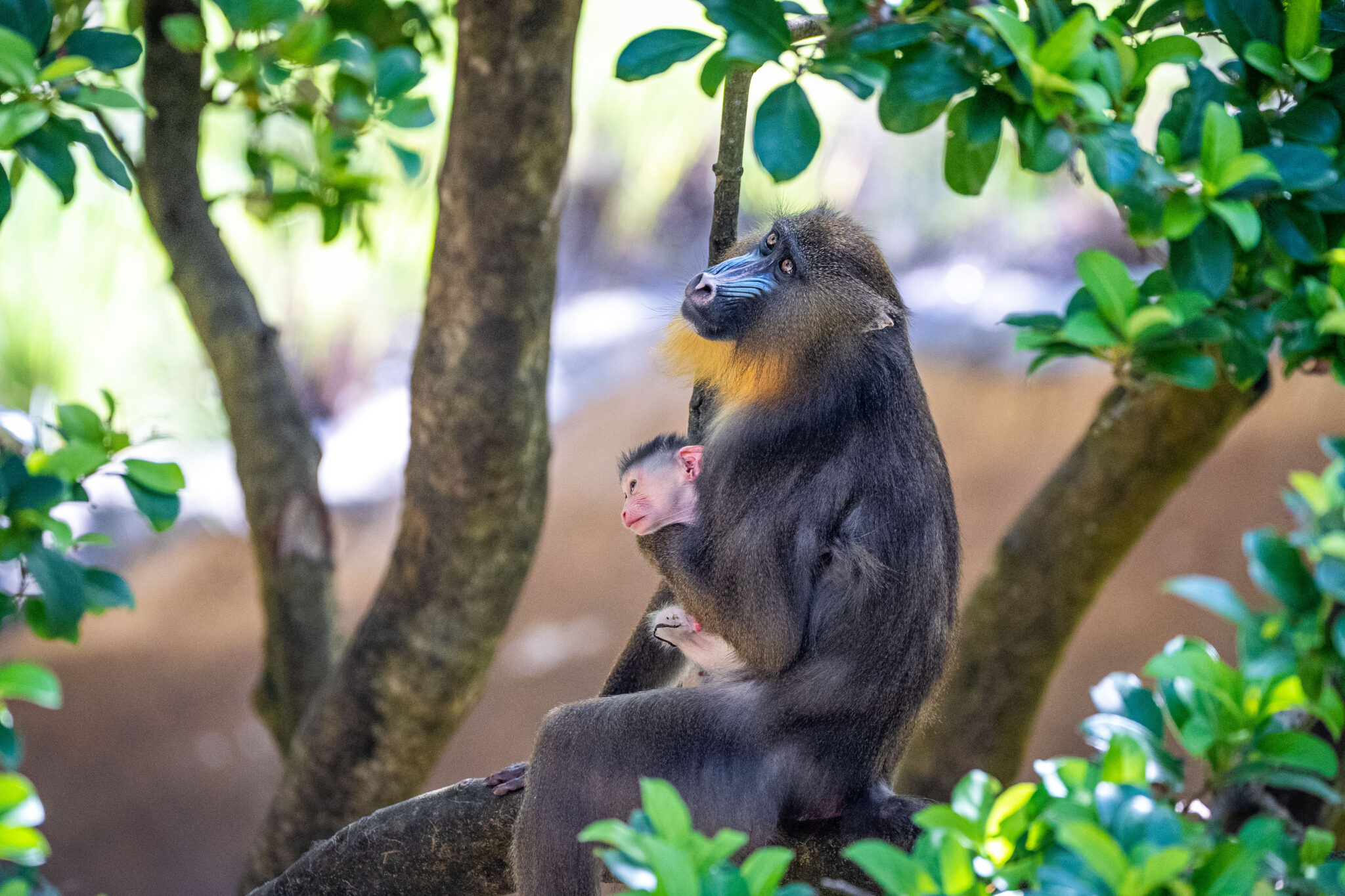 Disney’s Animal Kingdom Welcomes Pint-Sized Baby Mandrill Monkey 'Saffron' | Chip and Company