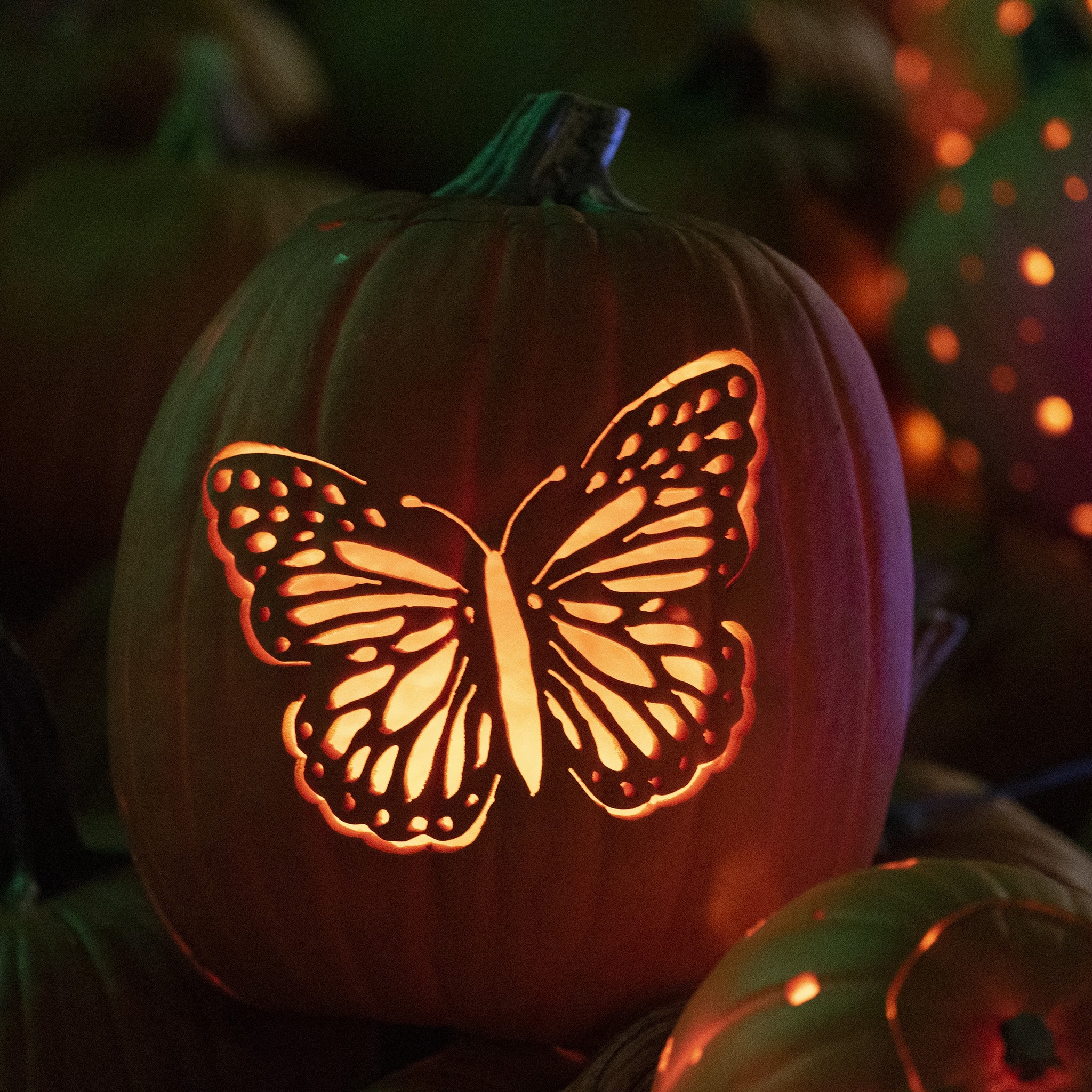 Dollywood Harvest Festival Begins Today Through October 30th | Chip and ...