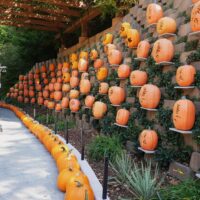 Dollywood Harvest Festival Begins Today Through October 30th | Chip and ...