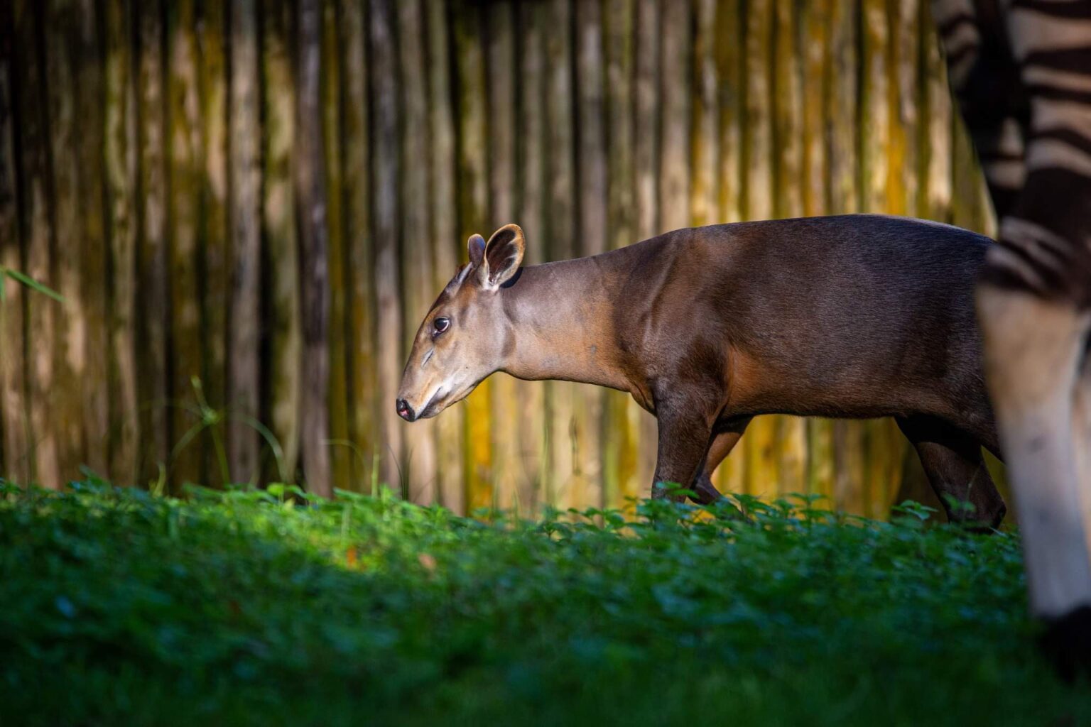 Baby Yellow-Backed Duiker Makes First Appearance at Disney's Animal ...