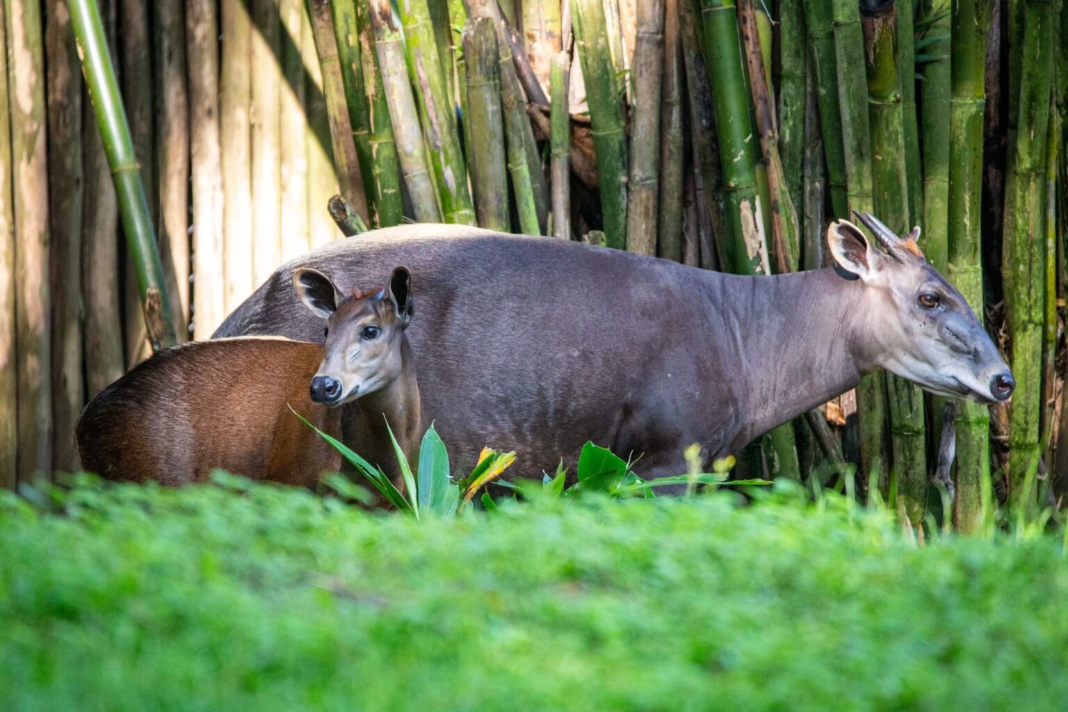 Baby Yellow-Backed Duiker Makes First Appearance at Disney's Animal ...
