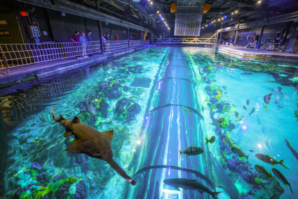 Rudolph the Red-Nosed Reindeer and Friends Returning To SeaWorld This ...