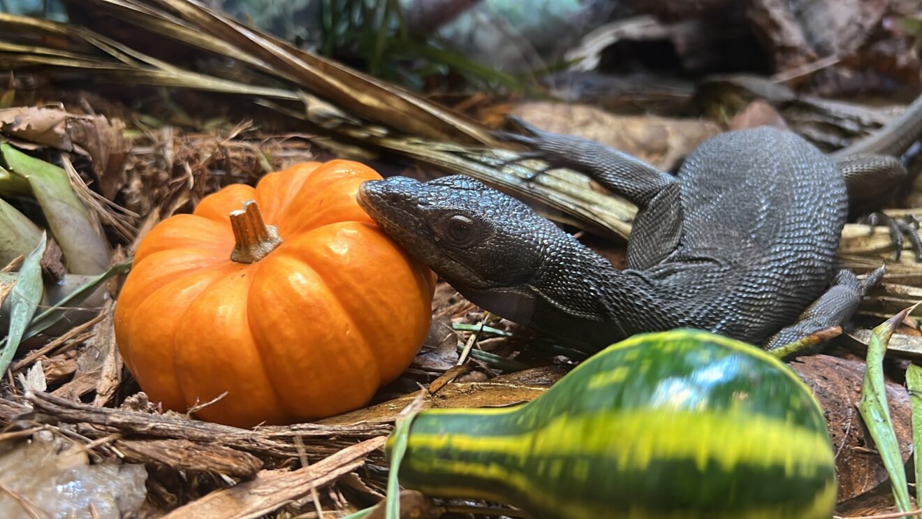 Animals across Walt Disney World Resort Celebrate Halloween | Chip and ...