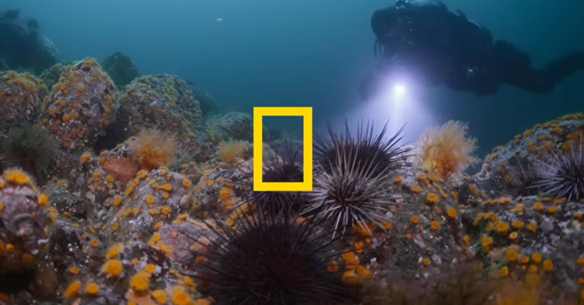 Paul Rudd to Narrate National Geographic Secrets of the Octopus | Chip ...