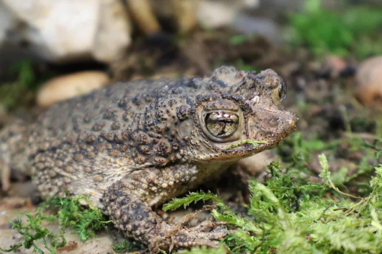 Disney’s Efforts to Save Rare Toads from Extinction on World Frog Day ...