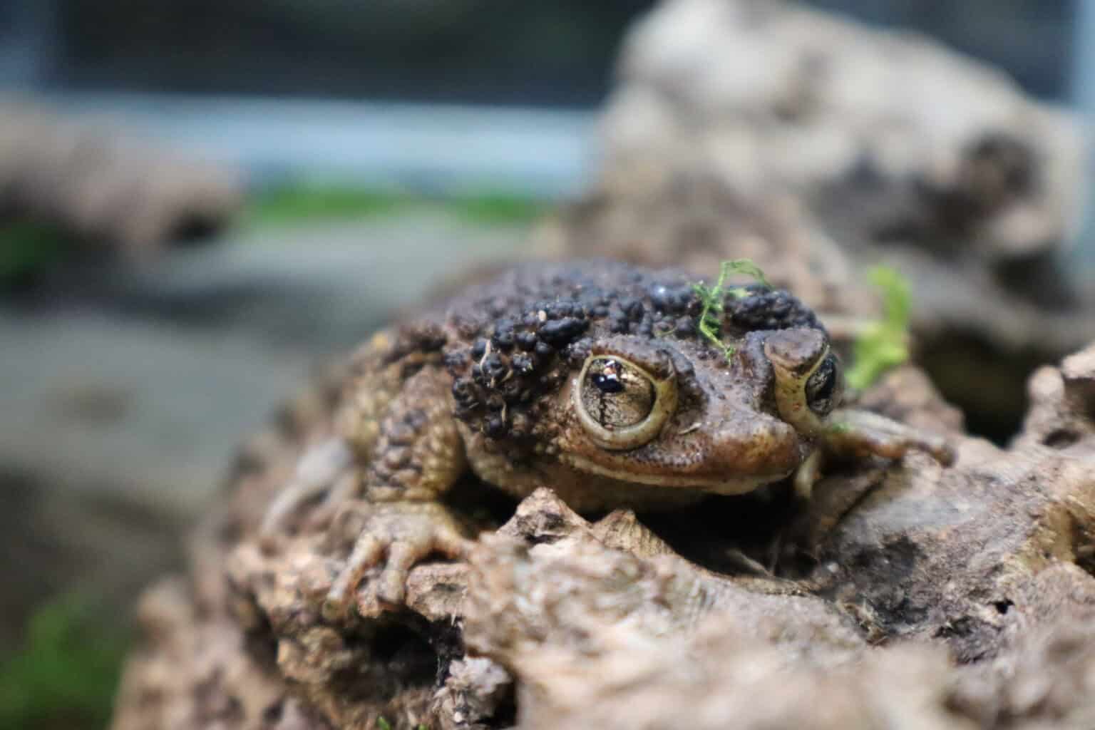 Disney’s Efforts to Save Rare Toads from Extinction on World Frog Day ...