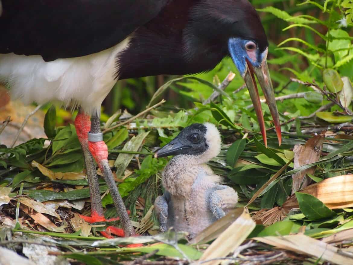 Disney’s Animal Kingdom Welcomed a New Abdim’s Stork | Chip and Company