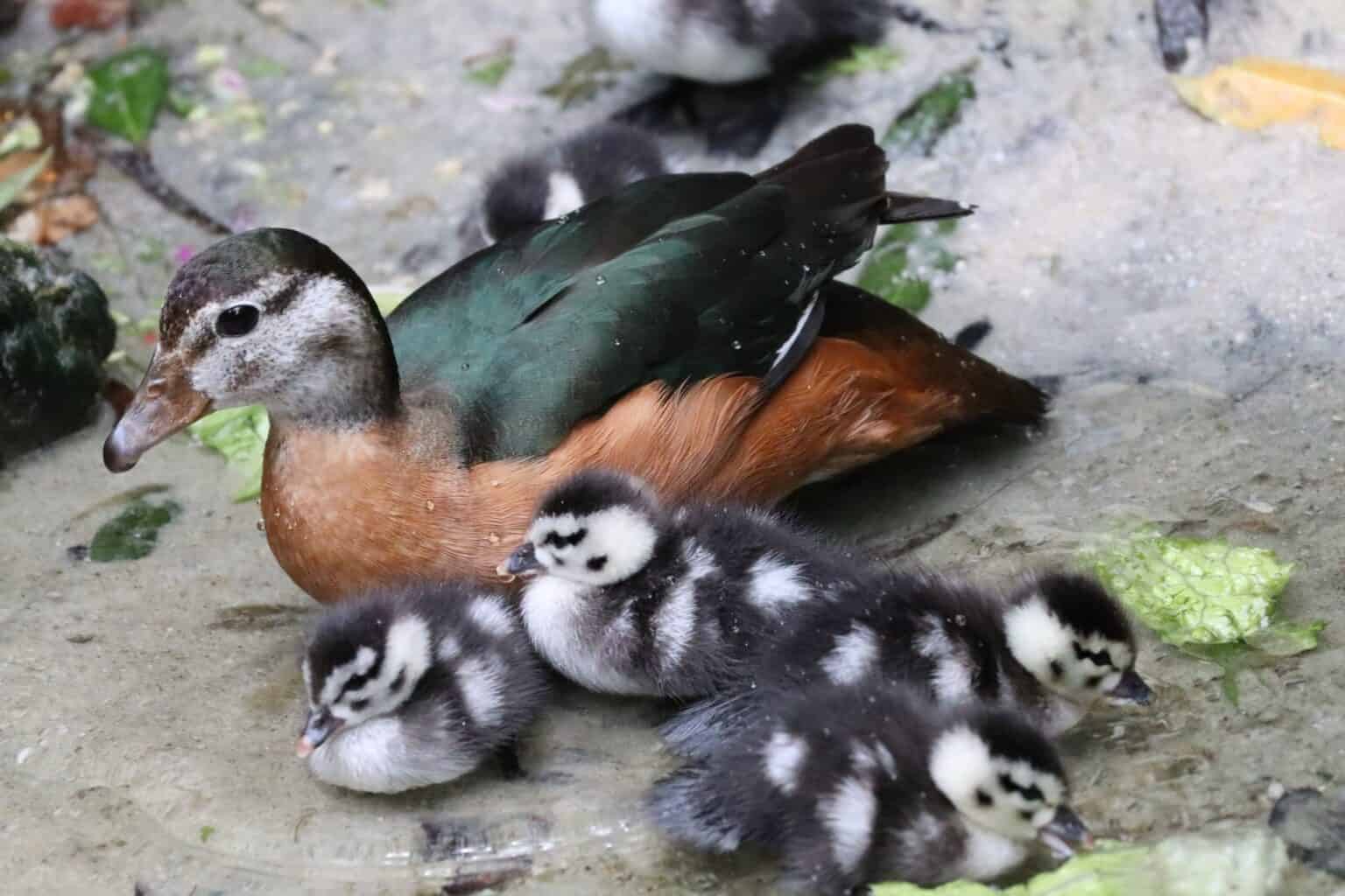 African Pygmy Geese Chicks have arrived at Disney's Animal Kingdom ...