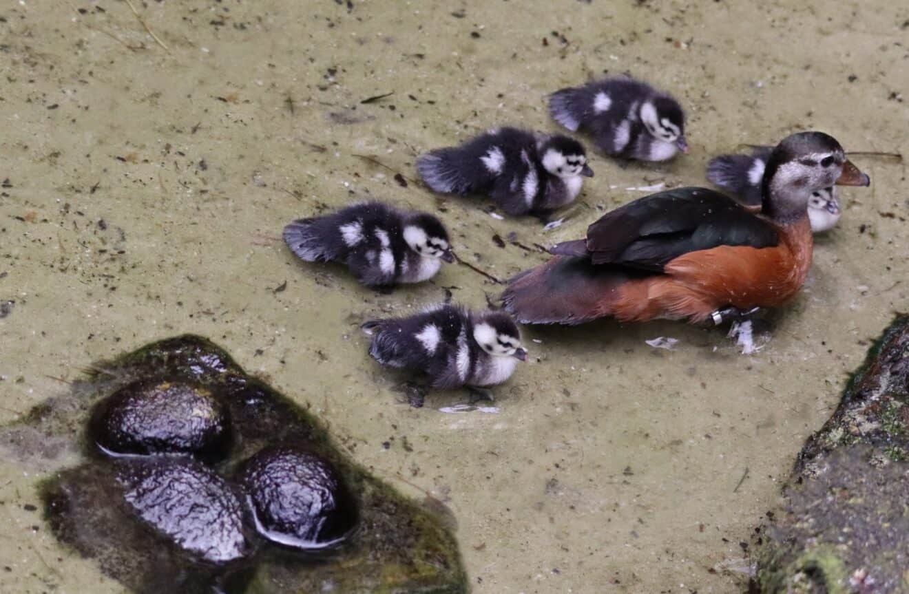 African Pygmy Geese Chicks have arrived at Disney's Animal Kingdom ...