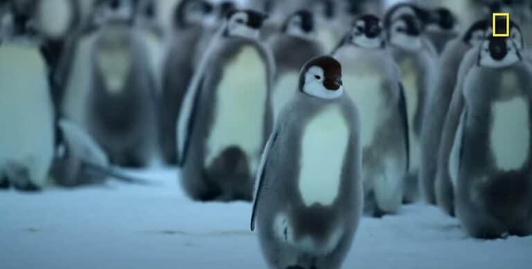 Secrets Of The Penguins Coming To National Geographic In 2025 | Chip ...