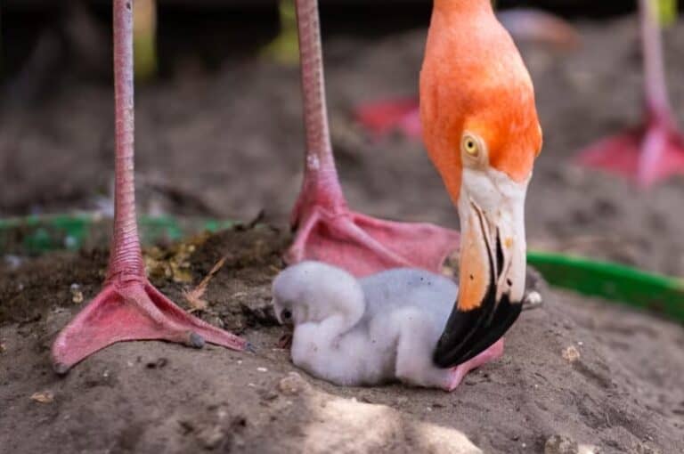 Discovery Cove Celebrates the Birth of Baby Flamingo | Chip and Company