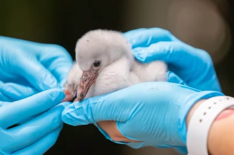 Discovery Cove Celebrates the Birth of Baby Flamingo | Chip and Company