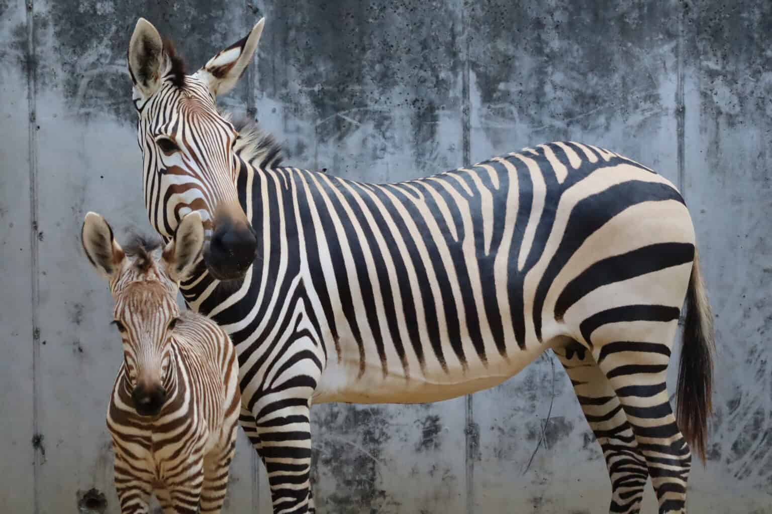 Four Striped Newcomers: A Baby Boom at Disney's Animal Kingdom | Chip ...