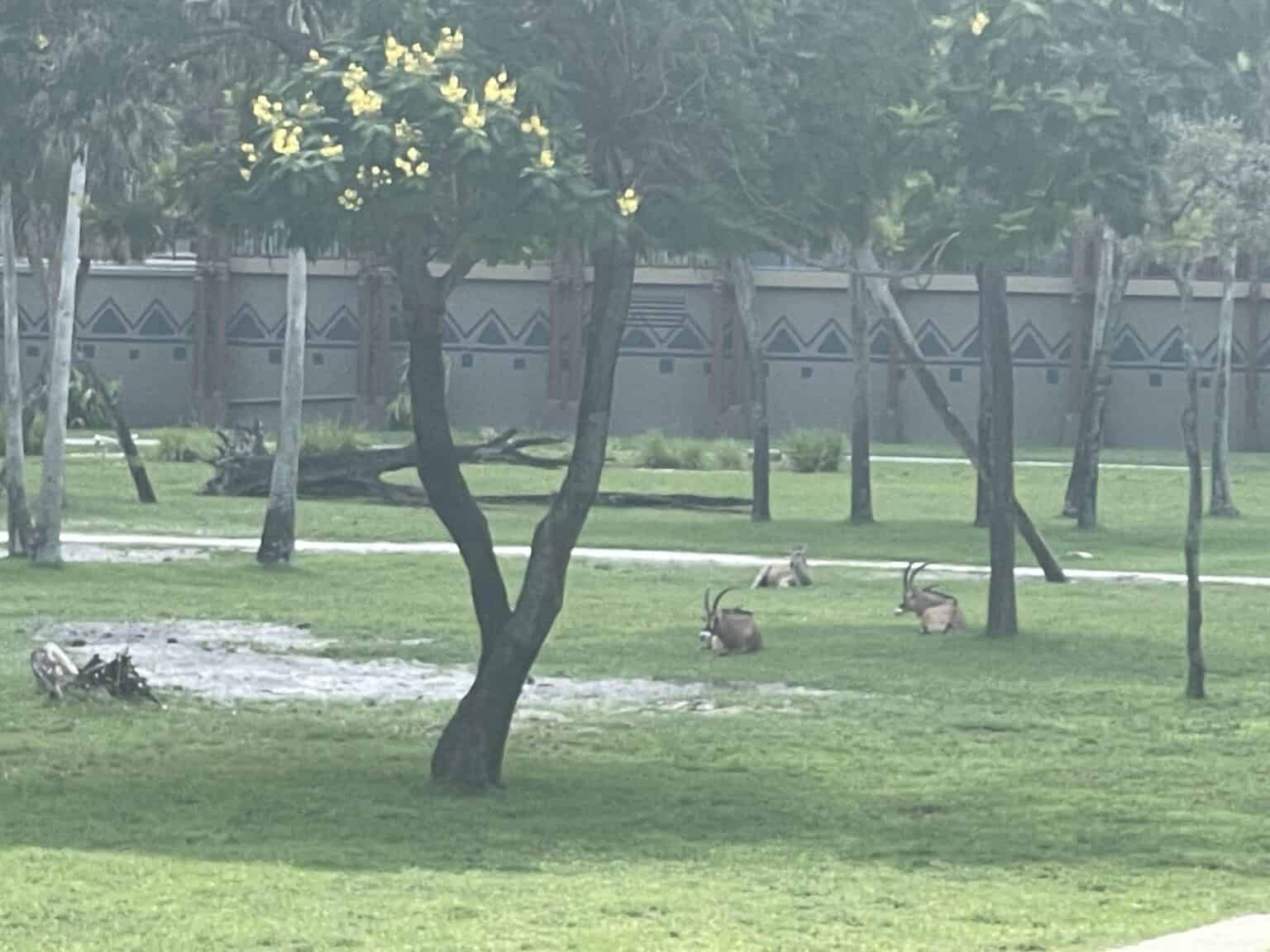 New Electric Fencing Being Installed at Disney's Animal Kingdom Lodge ...