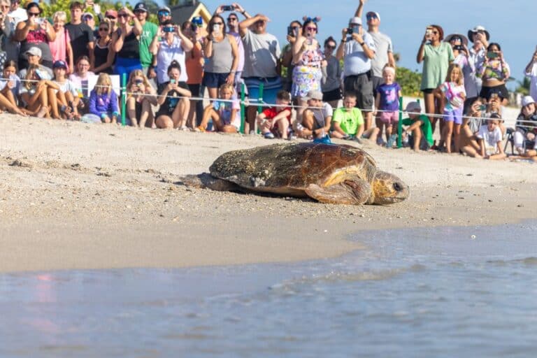 Tour de Turtles Returns for its 17th Year at Disney's Vero Beach Resort ...