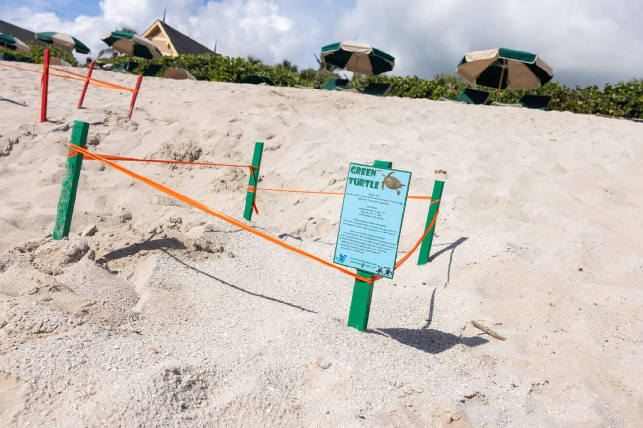 Tour de Turtles Returns for its 17th Year at Disney's Vero Beach Resort ...