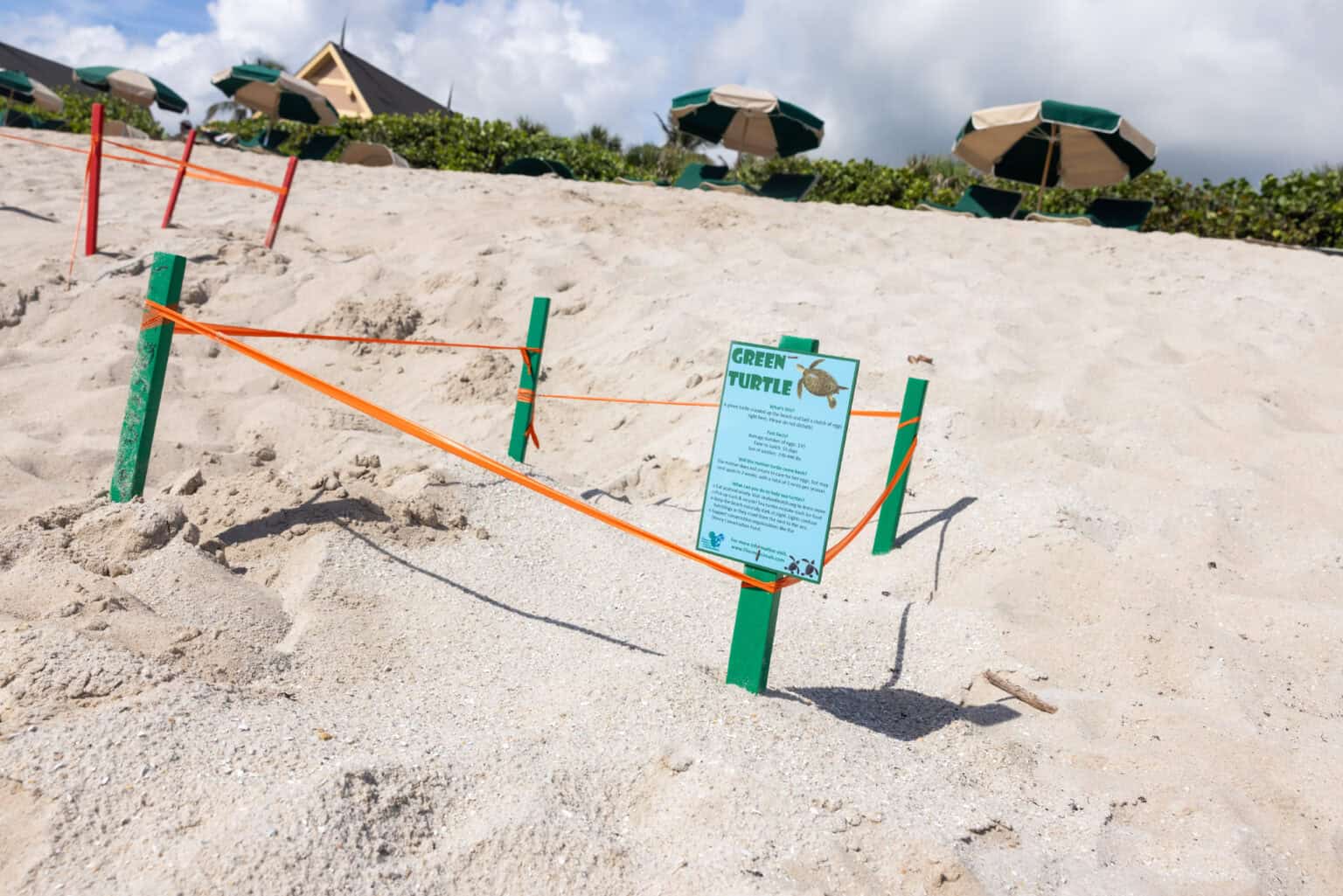 Tour de Turtles Returns for its 17th Year at Disney's Vero Beach Resort ...