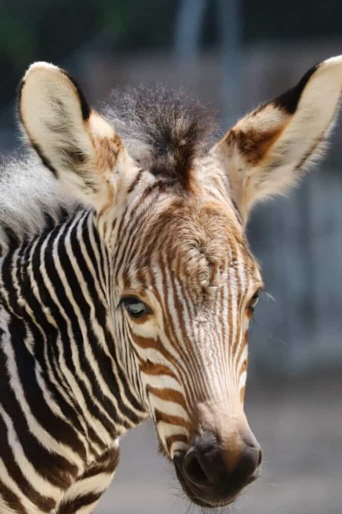 Newborn Zebra Foal Joins Kilimanjaro Safaris Herd at Disney's Animal ...