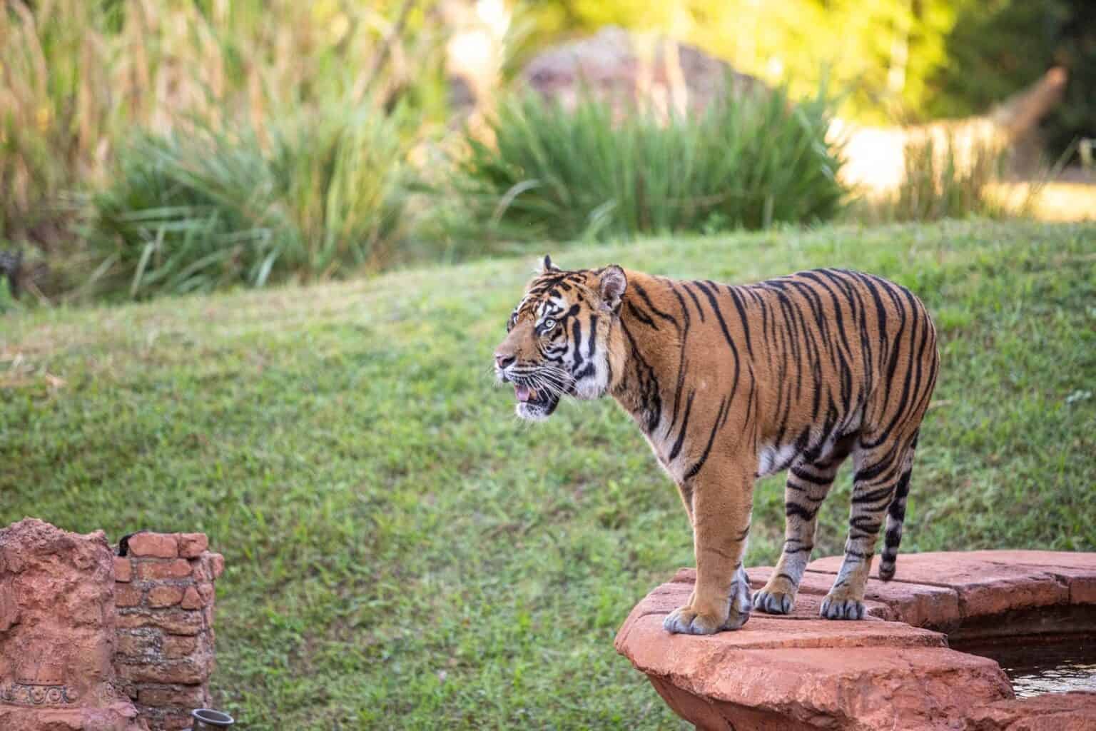 Sohni the Sumatran Tiger Pregnant Once Again at Disney’s Animal Kingdom ...