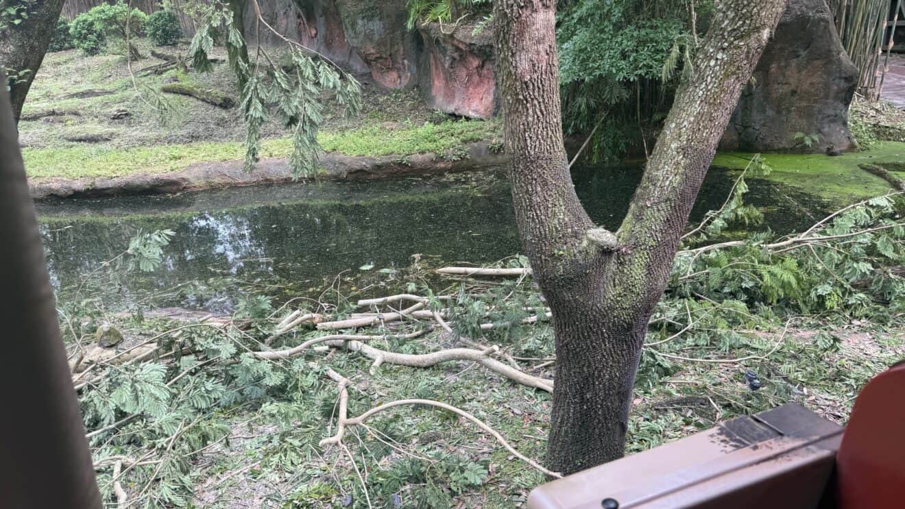 Disney World Animals Safely Returned to Habitats After Hurricane Milton ...