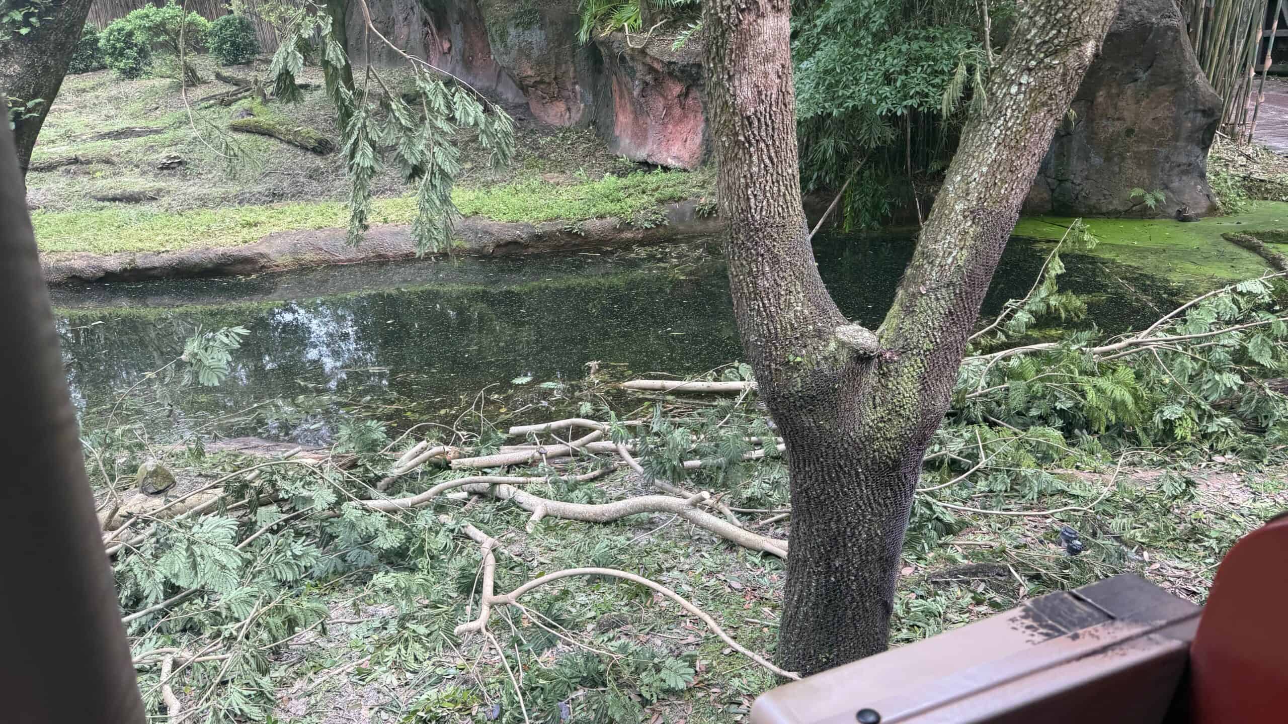 Disney World Animals Safely Returned to Habitats After Hurricane Milton 2