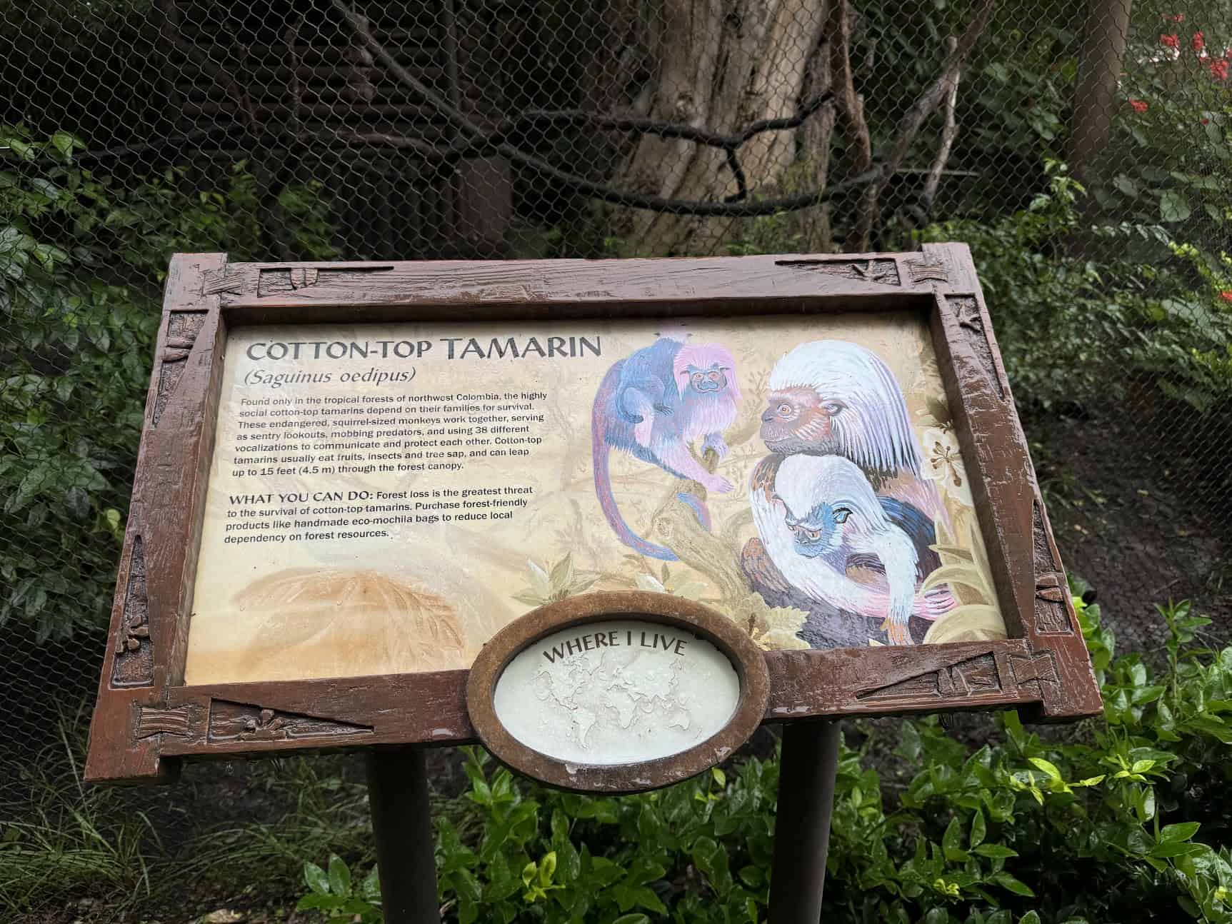 Two Week old Baby Cotton Top Tamarins Spotted at Disney's Animal ...