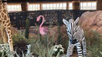 Gingerbread Flamingo Joins Giraffe and Zebra at Disney’s Animal Kingdom ...