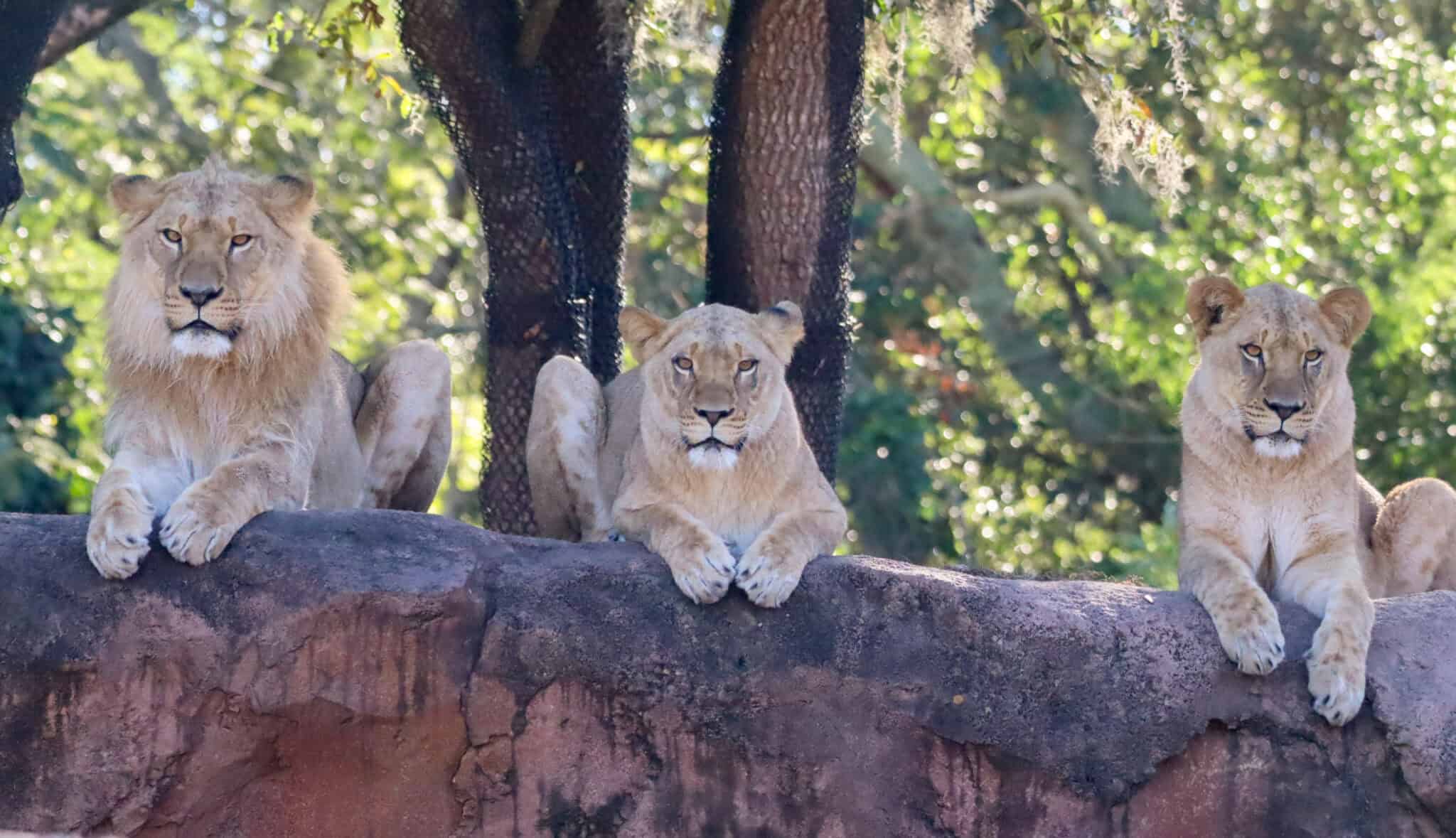 New Lions Debut at Kilimanjaro Safari in the Animal Kingdom | Chip and ...