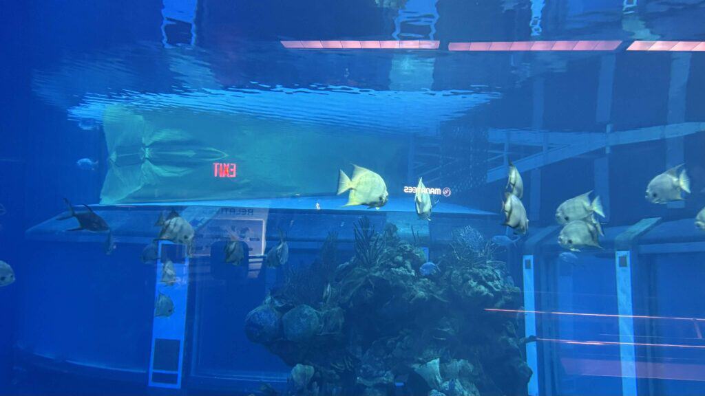 Construction Underway on the Former Dolphin Tank in EPCOT | Chip and ...