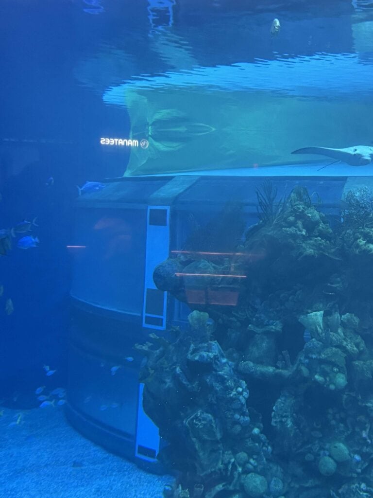 Construction Underway on the Former Dolphin Tank in EPCOT | Chip and ...