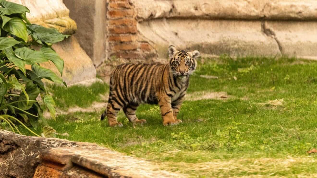 Bakso the Baby Tiger Cub Has the Longest Wait at Disney's Animal ...