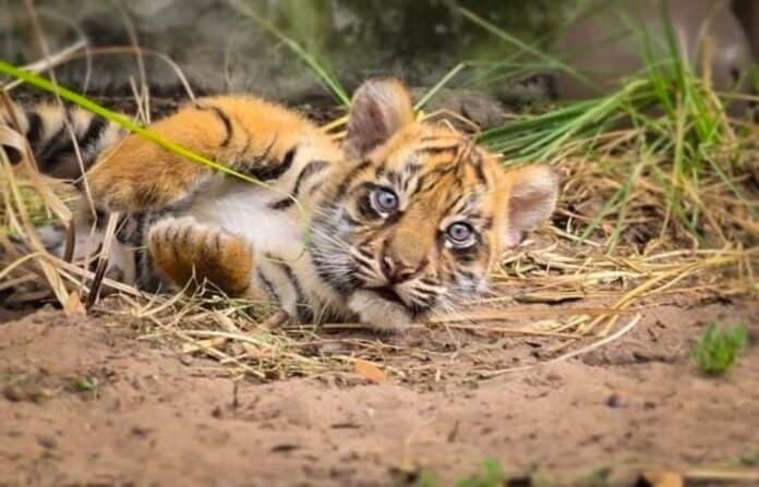 Bakso the Baby Tiger Cub Has the Longest Wait at Disney's Animal ...