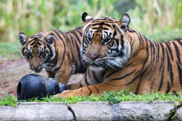 Disney World President Jeff Vahle and Dr. Mark Visit Baby Tiger Cub ...