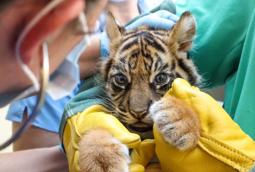 Baby Bakso Update from Disney's Animal Kingdom | Chip and Company