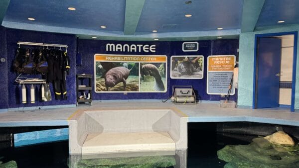 Two New Manatees have Arrived at The Seas Pavilion in EPCOT | Chip and ...