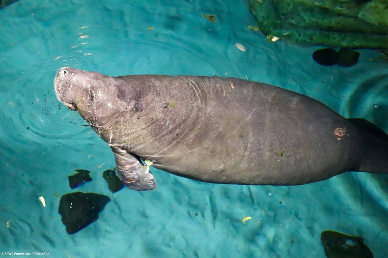 Manatee Exhibit Reopens in EPCOT as Disney Shifting to Short-Term ...