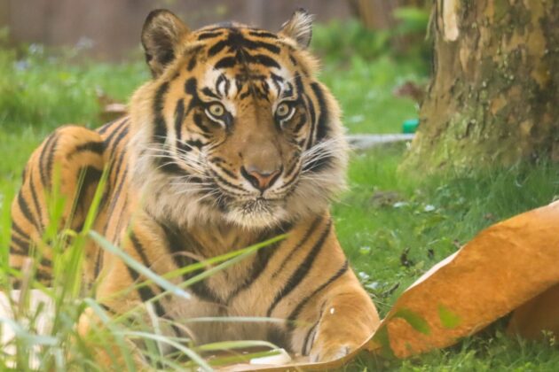 Bakso the Tiger Cub Celebrates Dad Conrad's Birthday at Animal Kingdom ...