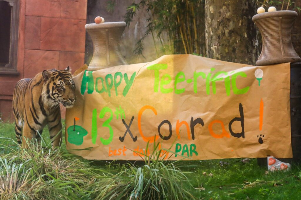 Bakso the Tiger Cub Celebrates Dad Conrad's Birthday at Animal Kingdom ...