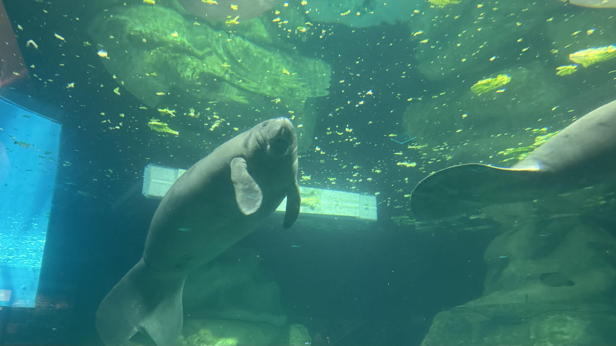 Mermaid the Manatee Now Visible to Guests as Disney Works on Critical ...