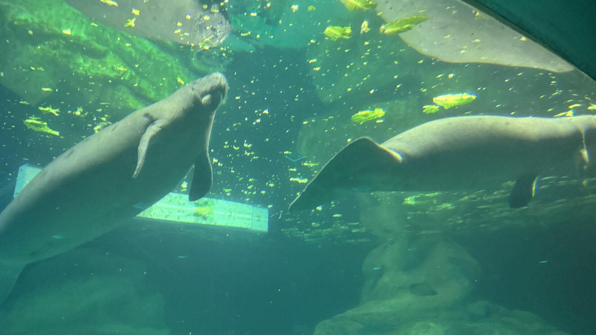 Mermaid the Manatee Now Visible to Guests as Disney Works on Critical ...