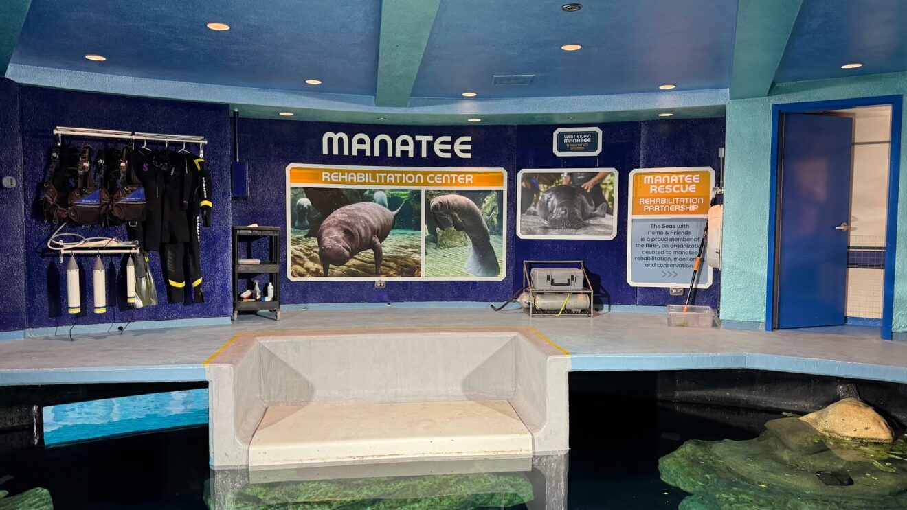 New Manatee Named Mermaid Arrives for Critical Care in EPCOT at the ...