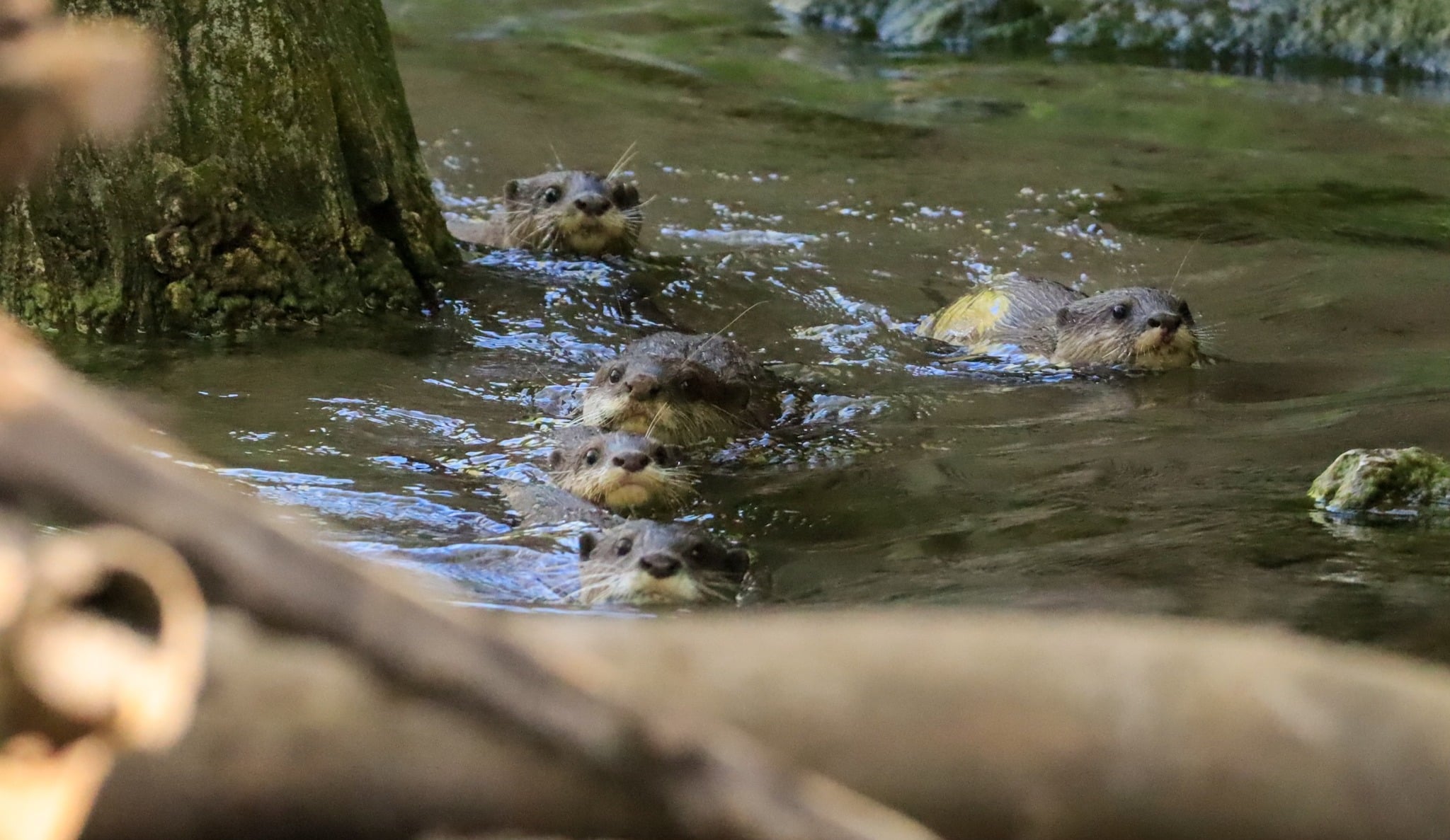 New Baby Otters Make Disney's Animal Kingdom Debut | Chip and Company