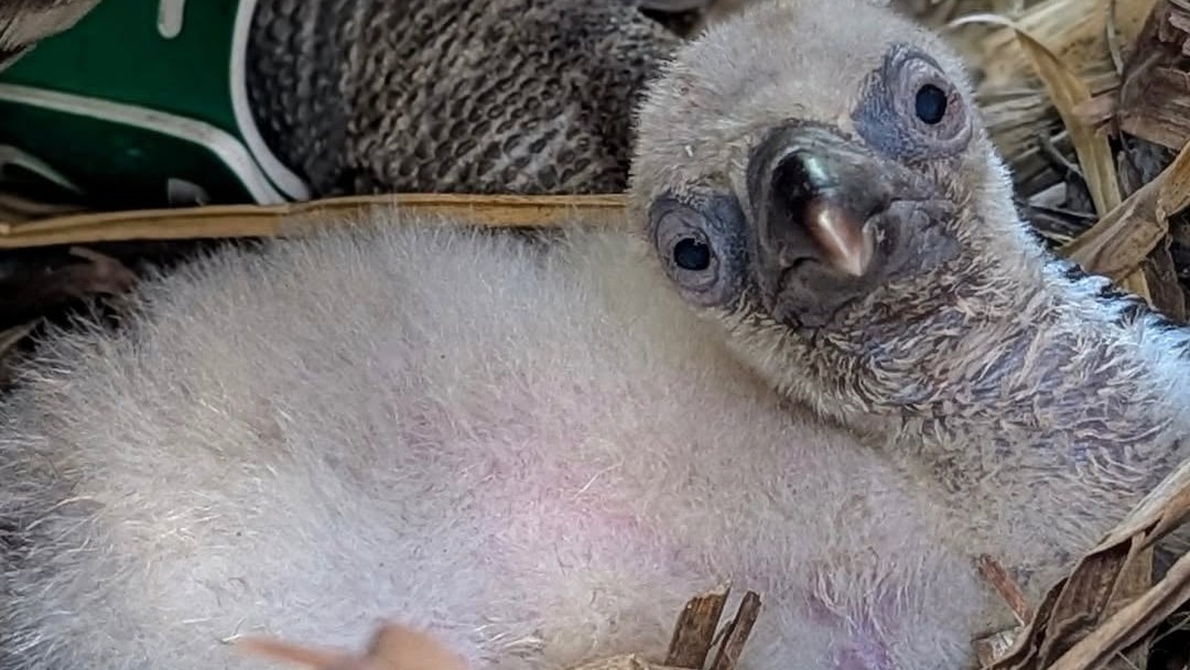 Baby Ruppell’s Griffon Vulture Born at Disney’s Animal Kingdom Lodge ...