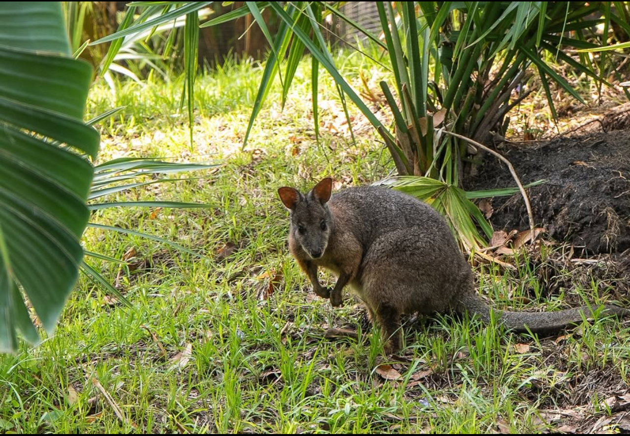New Tammar Wallabies Debut at Disney’s Animal Kingdom | Chip and Company