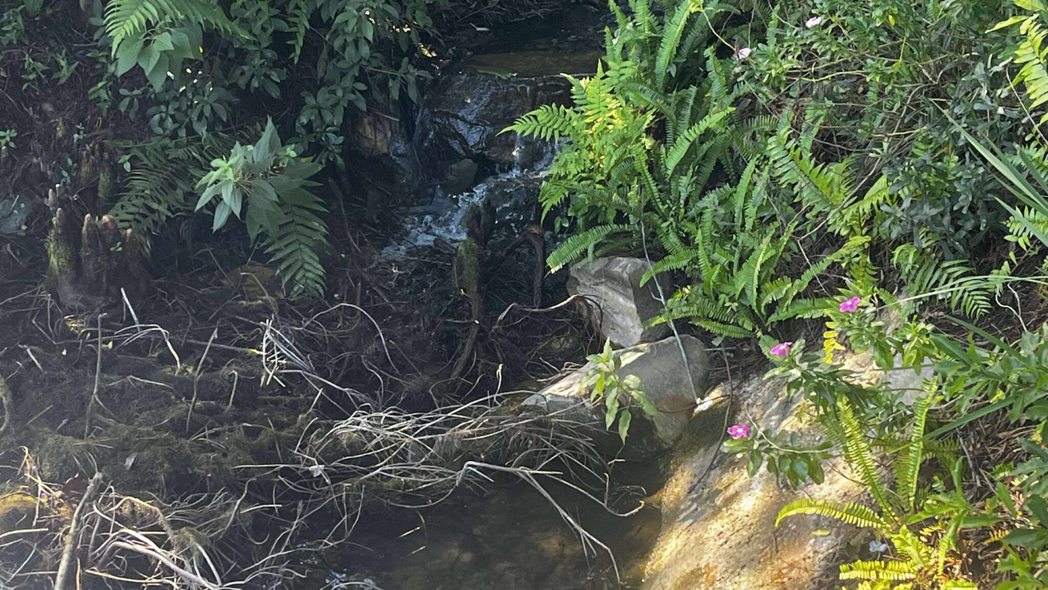 Draining Begins on Rivers of America in the Magic Kingdom | Chip and ...