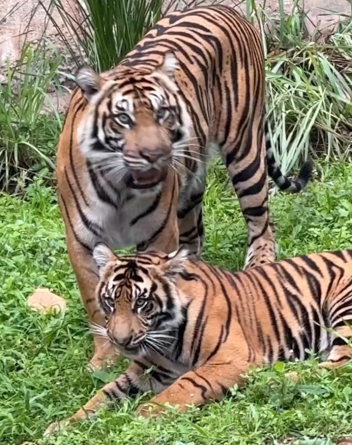 Baby Tiger Bakso's Mom Sohni Celebrates 14th Birthday at Disney's ...