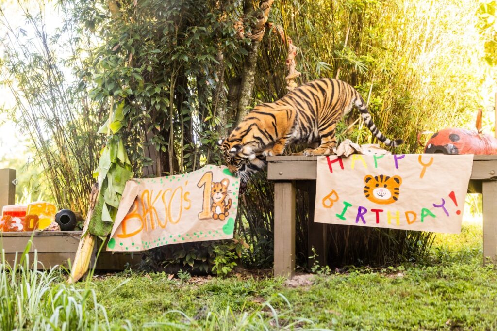 Bakso the Tiger Celebrates his 1st Birthday at Disney's Animal Kingdom ...